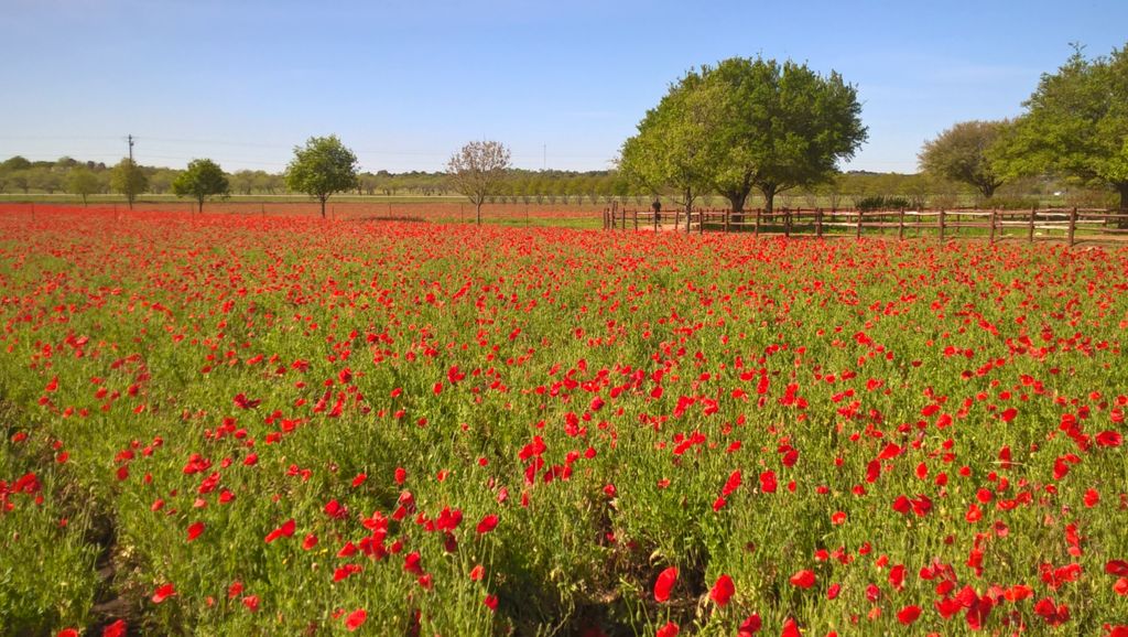 wildseed_farms__fredericksburg_.jpg